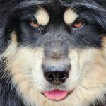 Alaskan Sled Dog Excursion in Fairbanks - An Authentic Look at Sled Dogs and Their Heritage