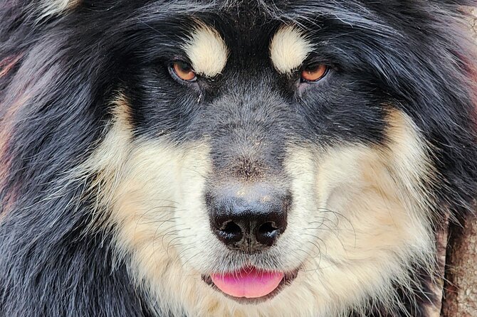 Alaskan Sled Dog Excursion in Fairbanks - An Authentic Look at Sled Dogs and Their Heritage