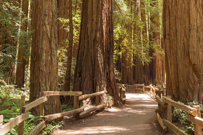 Alcatraz with Muir Woods and Sausalito Tour - Muir Woods: Ancient Redwoods