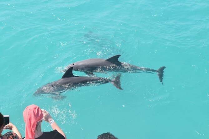 All-Inclusive Sandbar Safari with Dolphin Playground Encounter - An In-Depth Look at the Sandbar Safari Experience