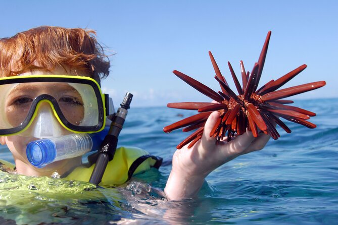 All-Inclusive Sunset Dolphin Watch and Snorkeling Cruise - Key Points