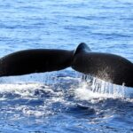 All-Inclusive Sunset Dolphin Watch and Snorkeling Cruise - A Detailed Look at the Sunset Dolphin Watch and Snorkeling Cruise