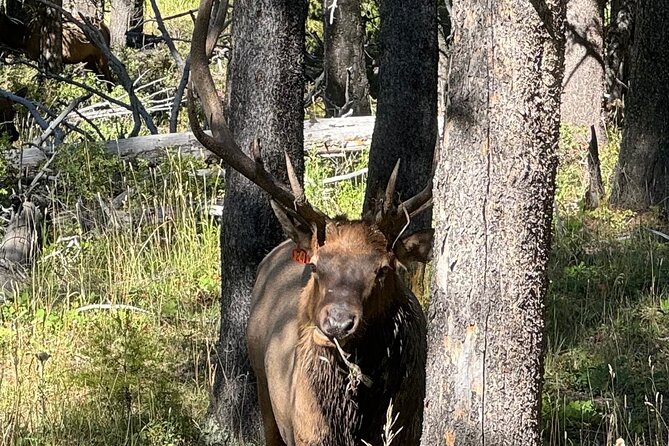 All Inclusive Yellowstone Lower Loop - FAQs