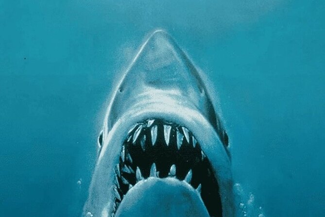All New Shared Jaws tour Budget Friendly - Why This Tour Is a Great Choice