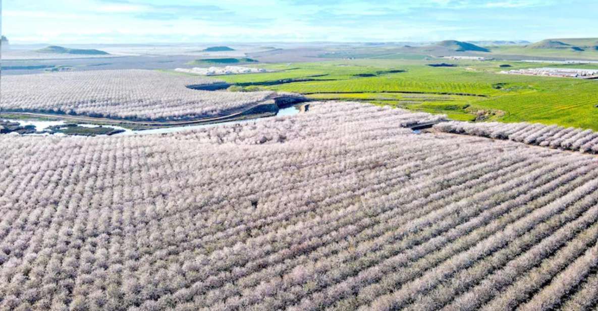 Almond Bloom Adventure: Nature's Art - Audio Driving Tour - Practical Details and Value