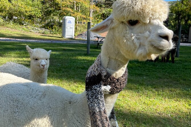 Alpaca and Llama Encounter with Guided Walk - The Experience from Visitors’ Perspectives