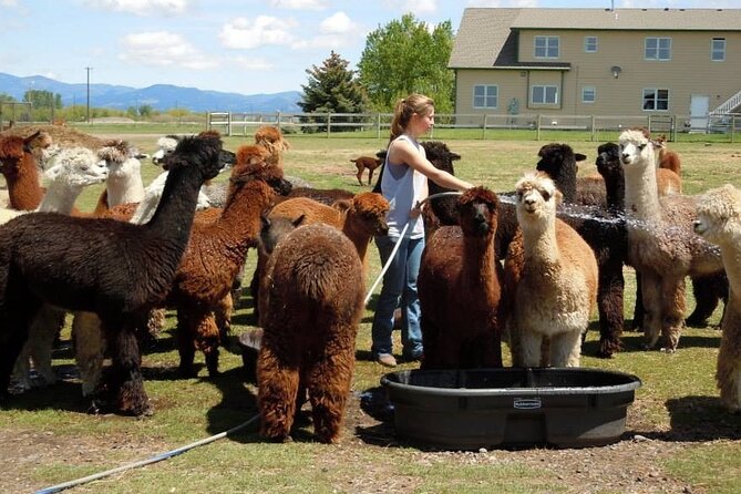 Alpaca and Llama Farm Tour - The Farm Environment and Additional Animals