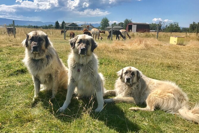Alpaca and Llama Farm Tour - Practical Details: Cost, Duration, and Booking