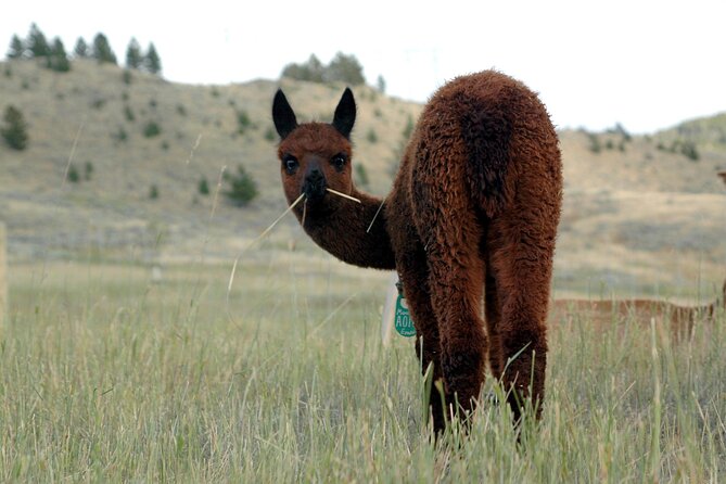 Alpaca and Llama Farm Tour - Why This Make a Great Addition to Your Bozeman Trip