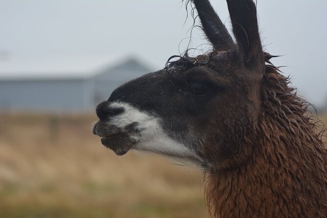 Alpaca and Llama Farm Tour - Final Thoughts