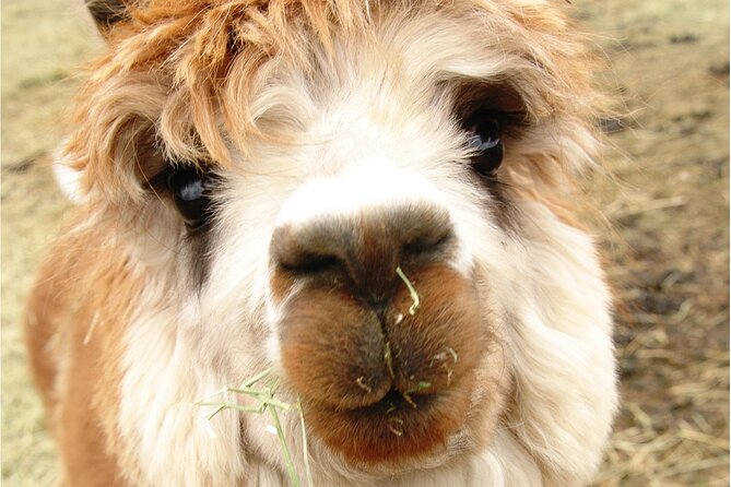 Alpaca and Llama Farm Tour - Who Should Book This Tour?