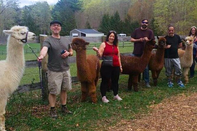Alpaca and Llama Trek in Pleasant Valley - Practical Tips for Your Visit