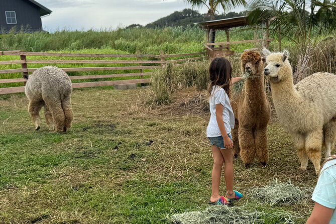 Alpaca Farm Experience on the Road to Hana - Discover the Charm of the Alpaca Farm Experience on the Road to Hana