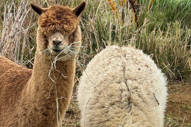 Alpaca Farm Experience on the Road to Hana - Key Points
