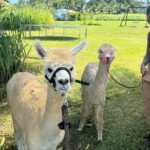 Alpaca Farm Experience on the Road to Hana - What to Expect from the Alpaca Farm Experience