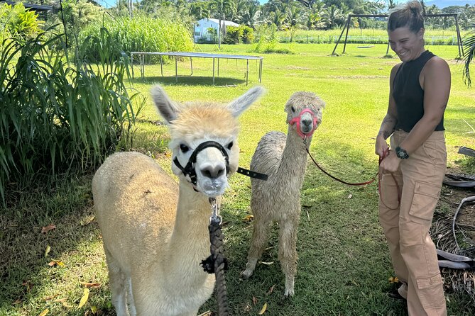 Alpaca Farm Experience on the Road to Hana - What to Expect from the Alpaca Farm Experience