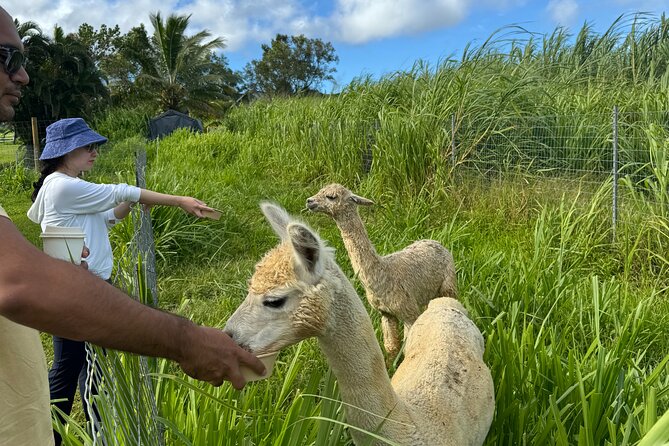 Alpaca Farm Experience on the Road to Hana - Authentic Insights from Past Visitors