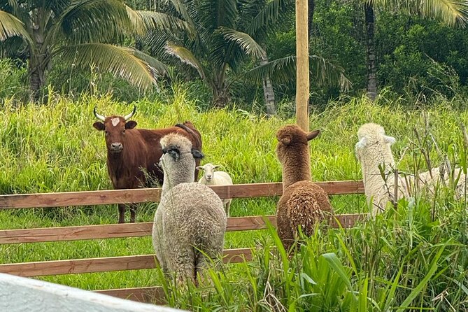 Alpaca Farm Experience on the Road to Hana - FAQ