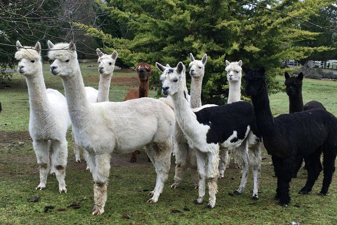 Alpaca Ranch and Fiber Processing Mill Tour - A Deep Dive into the Tour Experience
