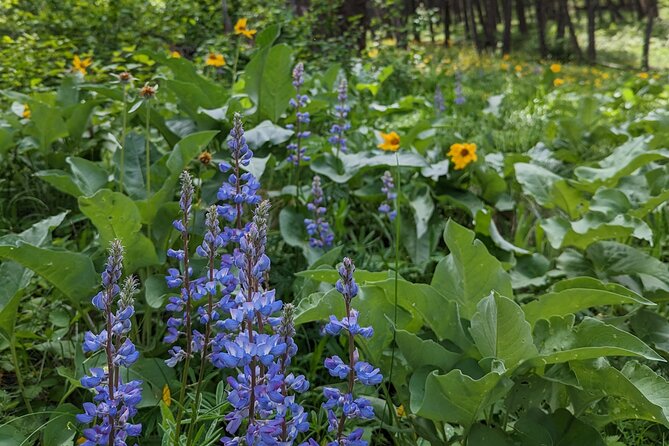 Alpine Lake Float and Guided Hike in the Bitterroot Mountains - FAQs