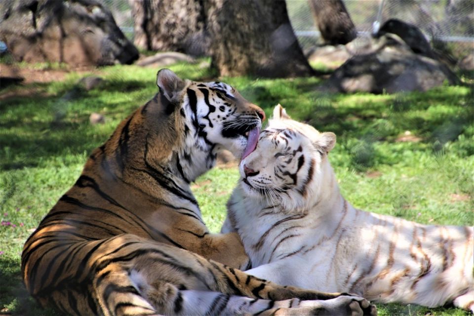 Alpine: Lions Tigers & Bears Animal Sanctuary Guided Visit - The Experience in Detail