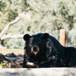 Alpine: Lions Tigers & Bears Animal Sanctuary Guided Visit - Practical Details and Tips for Visitors