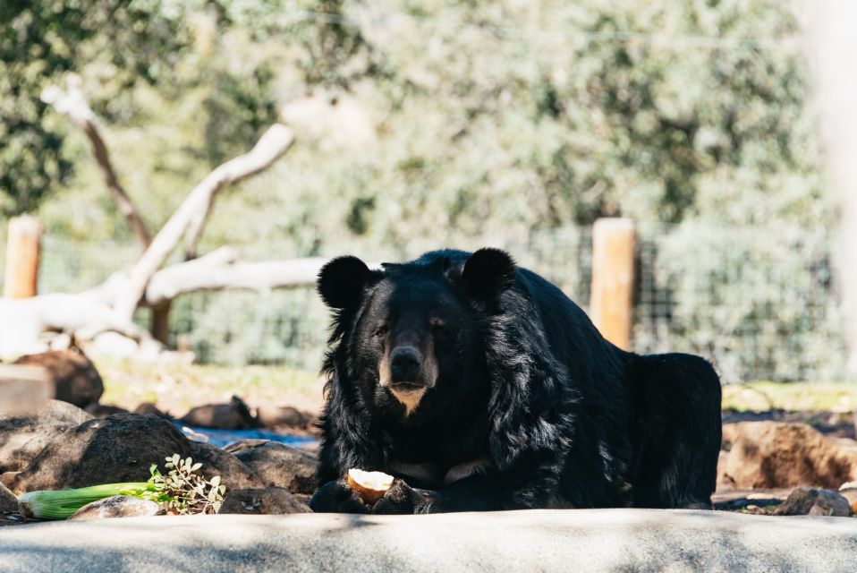 Alpine: Lions Tigers & Bears Animal Sanctuary Guided Visit - Practical Details and Tips for Visitors