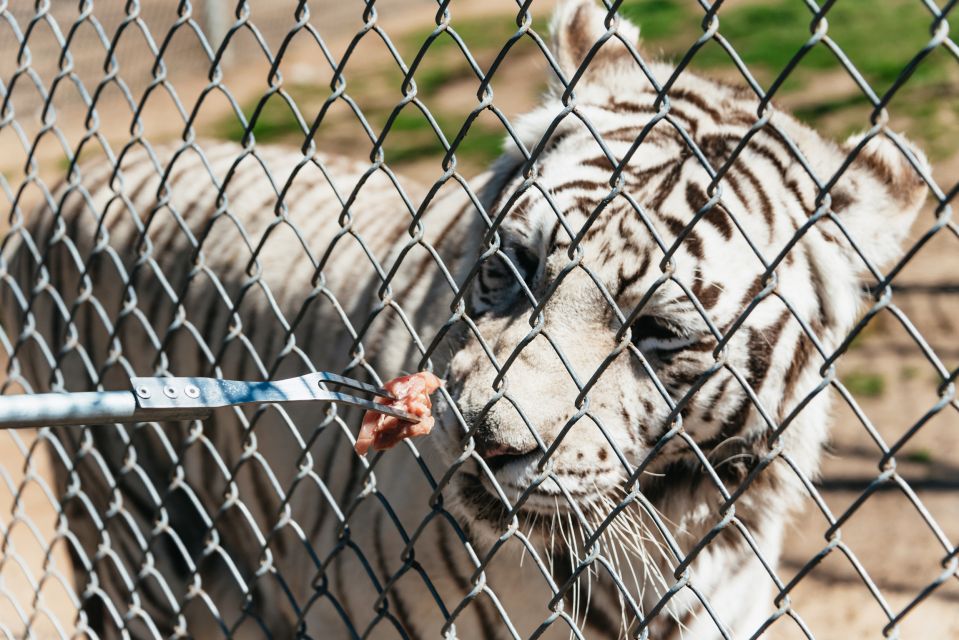 Alpine: Lions Tigers & Bears Sanctuary Visit and Tour - Exploring the Lions Tigers & Bears Sanctuary Tour: An Honest Look