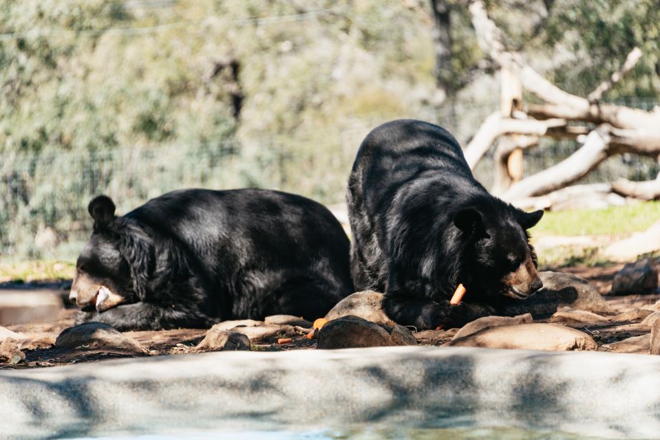 Alpine: Lions Tigers & Bears Sanctuary Visit and Tour - An In-Depth Look at the Sanctuary Experience