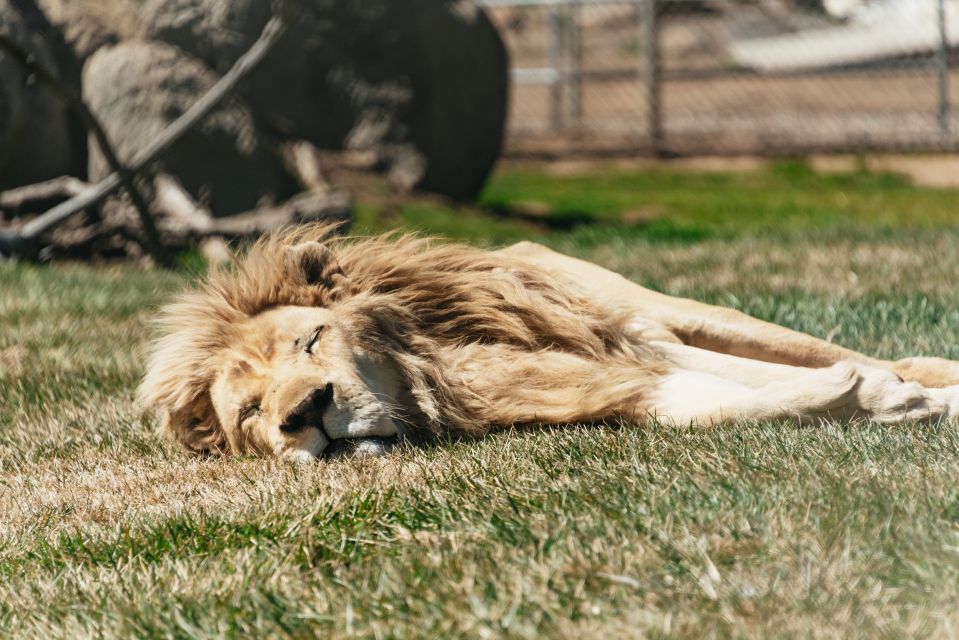 Alpine: Lions Tigers & Bears Sanctuary Visit and Tour - Who Will Love This Tour?