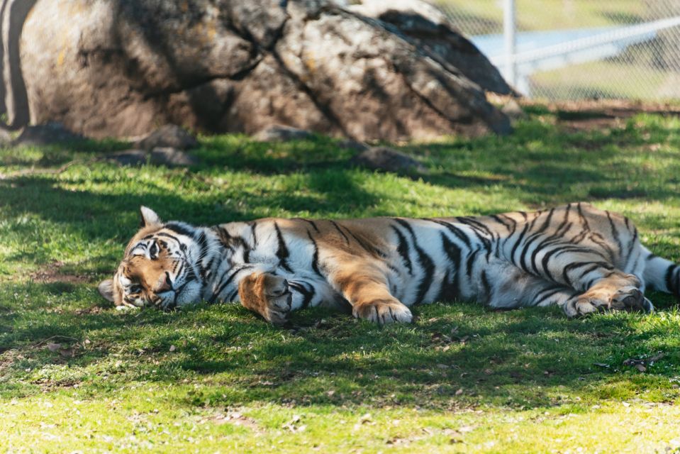 Alpine: Lions Tigers & Bears Sanctuary Visit and Tour - Who Might Want to Skip It?