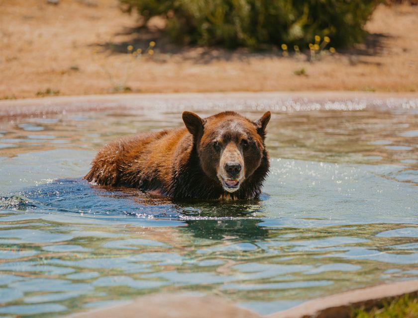 Alpine: Lions Tigers & Bears Sanctuary Visit and Tour - FAQ