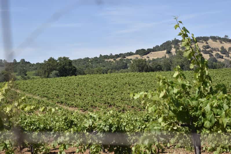 Amador County Wine Tasting Tour Private Tour 1 To 14 Group - The Wineries and Stops
