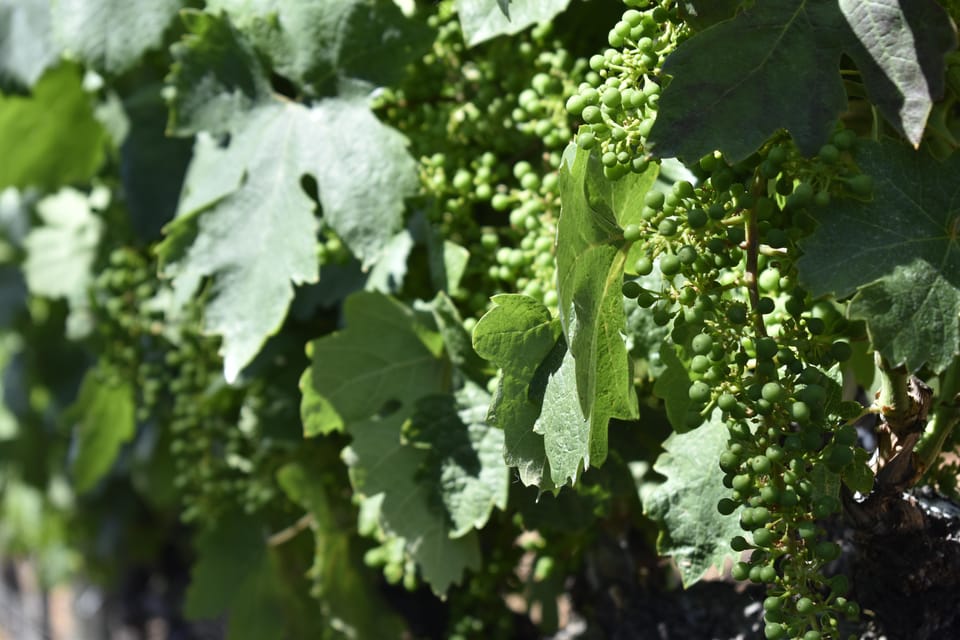 Amador County Wine Tasting Tour Private Tour 1 To 14 Group - The Transportation and Service