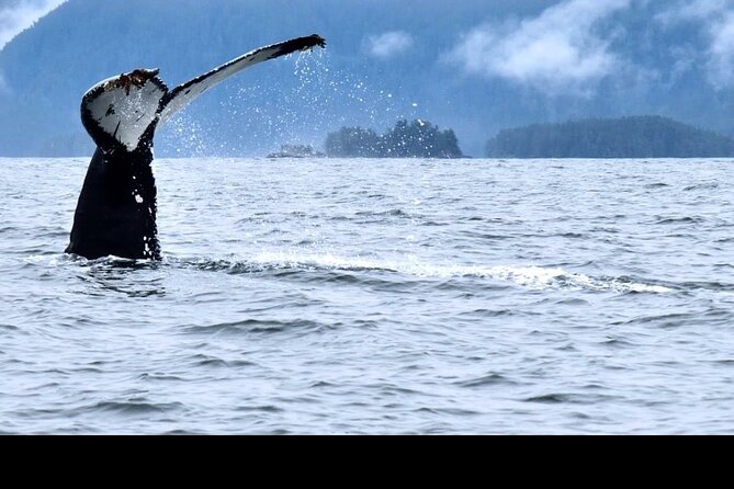Amazing Whale Watching and Marine Wildlife Shore Excursion - Who Should Book This Tour?