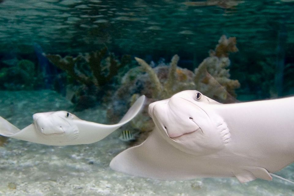 American Dream: SEA LIFE® Aquarium Entry Ticket - Final Thoughts