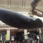 American History/Natural History Museum Combo Guided Tour - Highlights of the Museums