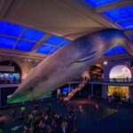 American Museum of Natural History Admission Ticket - The Pros and Cons of Visiting