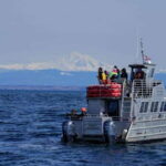 Anacortes: Orca Whales guaranteed boat tour near Seattle - What to Expect on This Anacortes Orca Whale Tour