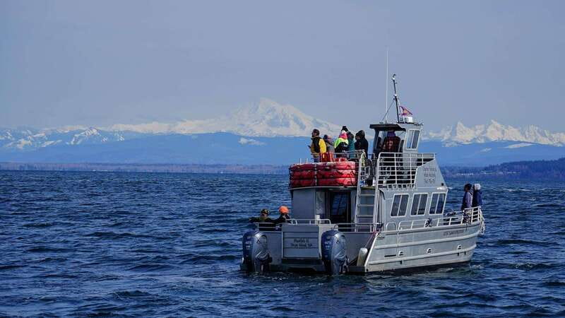 Anacortes: Orca Whales guaranteed boat tour near Seattle - What to Expect on This Anacortes Orca Whale Tour