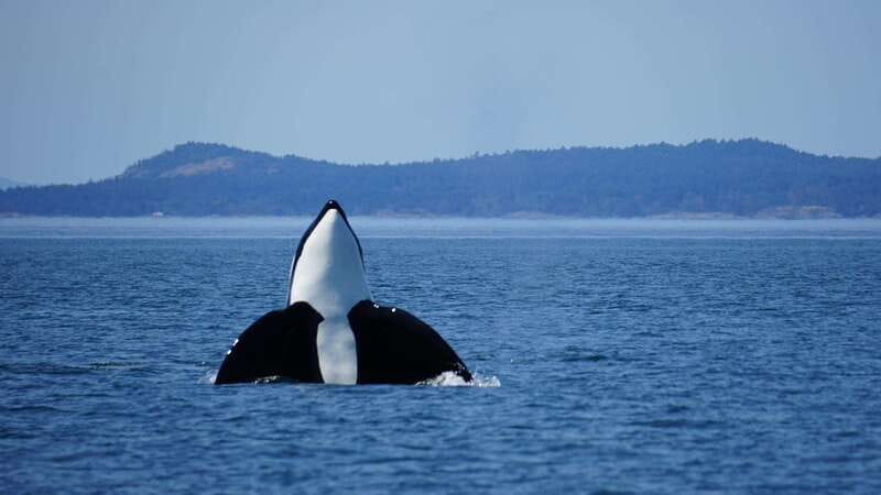 Anacortes: Orca Whales guaranteed boat tour near Seattle - The Value of This Tour