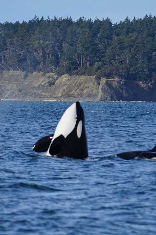 Anacortes: Whale and Orca Boat Tour near Seattle - What to Expect on the Tour
