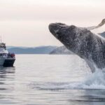 Anacortes: Whale and Orca Boat Tour near Seattle - The Experience of Wildlife Sightings