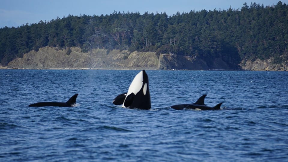 Anacortes: Whale and Orca Boat Tour near Seattle - The Vessel and Comfort