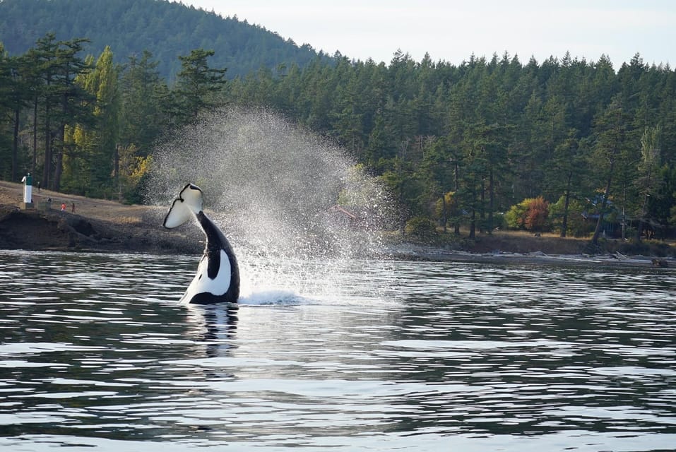 Anacortes: Whale and Orca Boat Tour near Seattle - FAQ