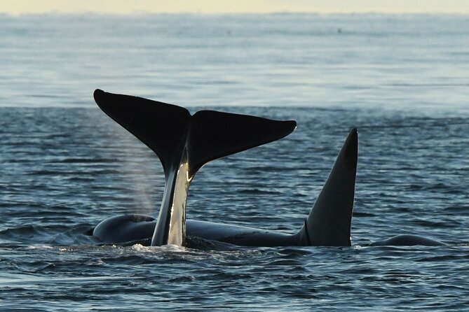 Anacortes Whale Watching Adventure Tour - Zodiac Boat - Key Points