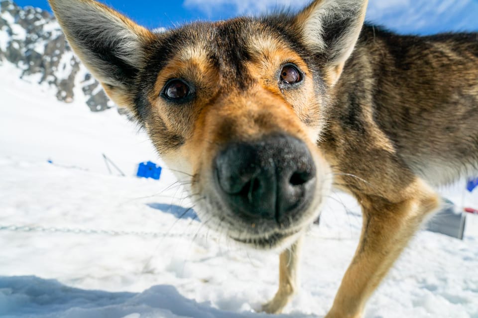 Anchorage Area: Helicopter and Glacier Dogsled Tour - The Sum Up
