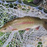 Anchorage Guided Fly-fishing - Why This Tour Stands Out