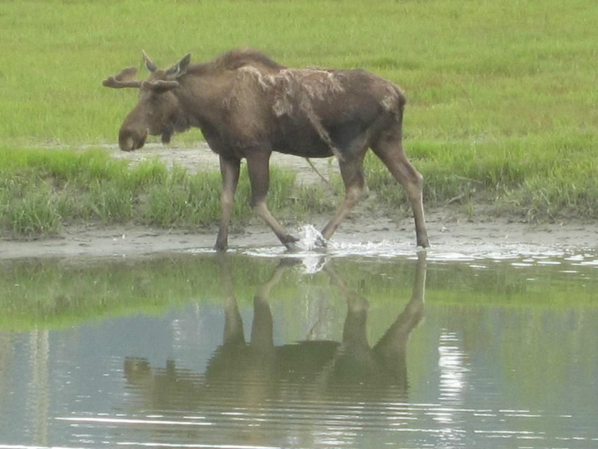 Anchorage: Portage Glacier and Wildlife Explorer Cruise - What to Expect from the Anchorage: Portage Glacier and Wildlife Explorer Cruise