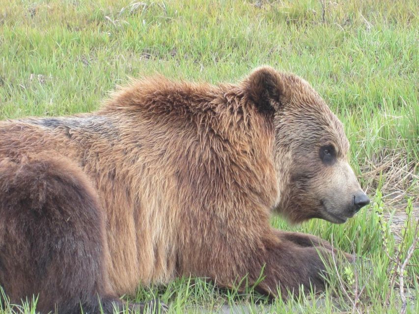 Anchorage: Portage Glacier and Wildlife Explorer Cruise - Included vs. Not Included